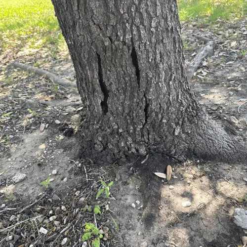 About - Texas Tree Transformations
