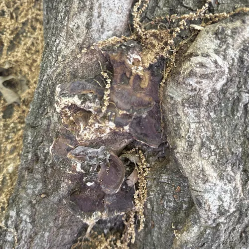 About - Texas Tree Transformations