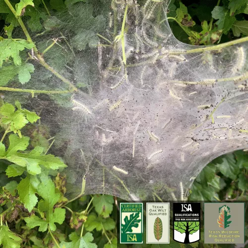 About - Texas Tree Transformations