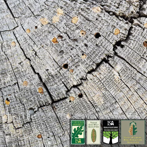 About - Texas Tree Transformations