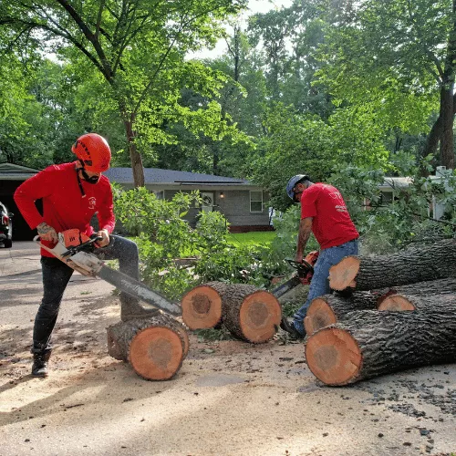 Tree Trimming & Removal Dallas TX - Texas Tree Transformations