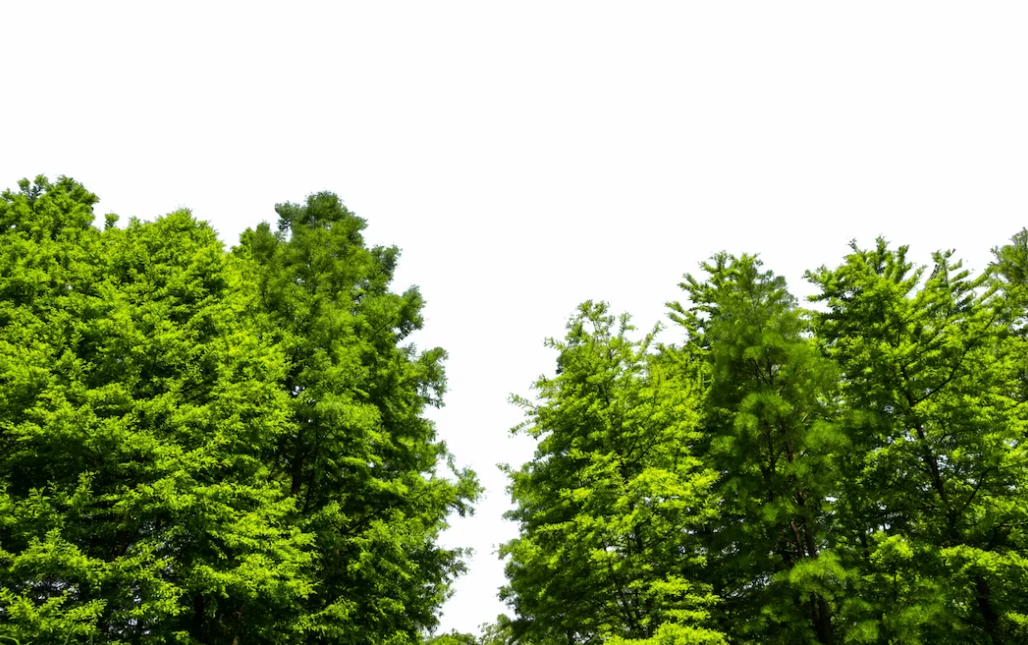 How Tree Mitigation Can Improve Air Quality in Your City - Texas Tree ...