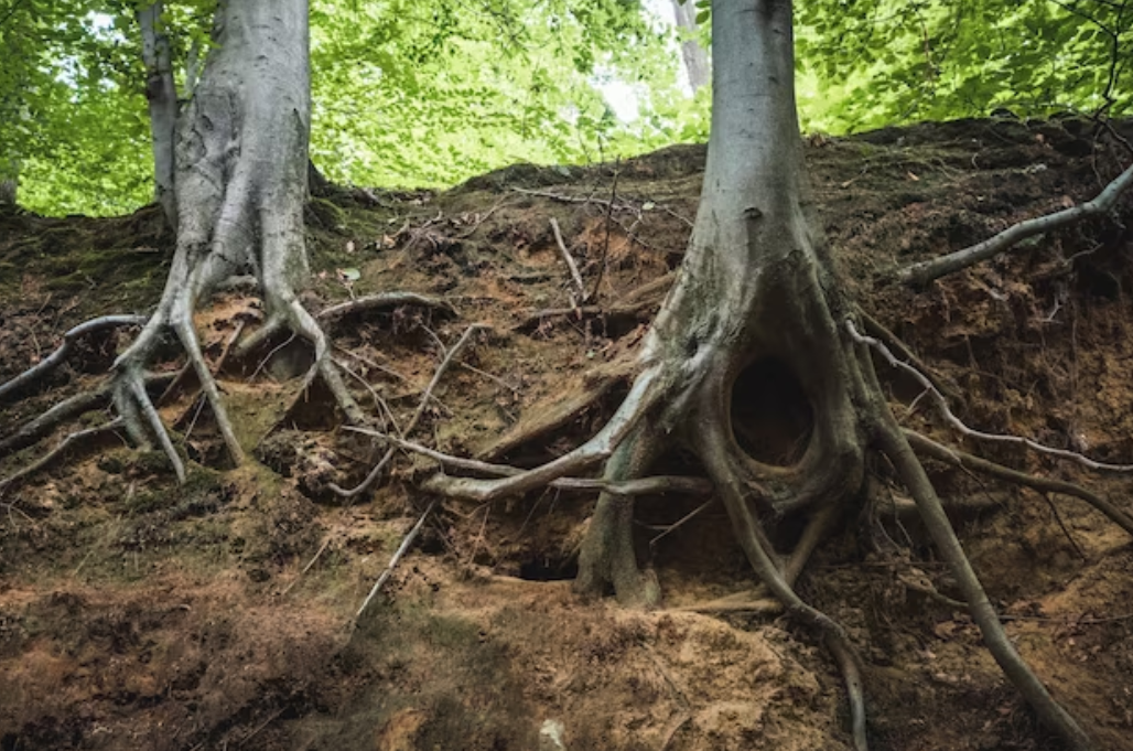 Common Tree Root Problems and How Root Management Services Can Help ...