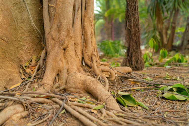 Common Tree Root Problems and How Professional Services Solve Them ...