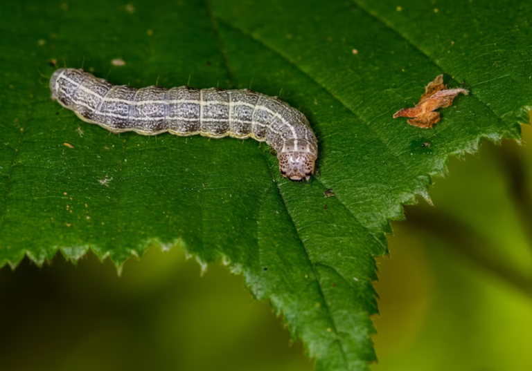 Spotting the Signs: How to Identify a Webworm Infestation - Texas Tree ...