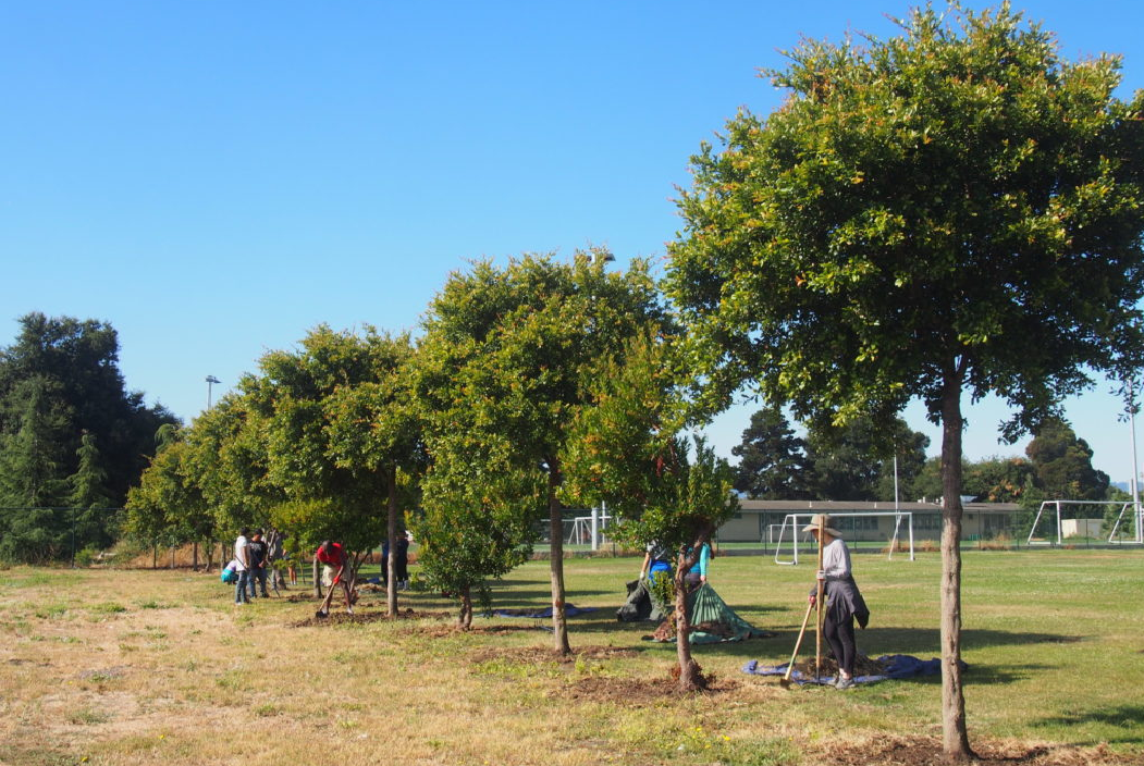 Growing Strong: The Importance of Tree Fertilization in Dallas - Texas ...