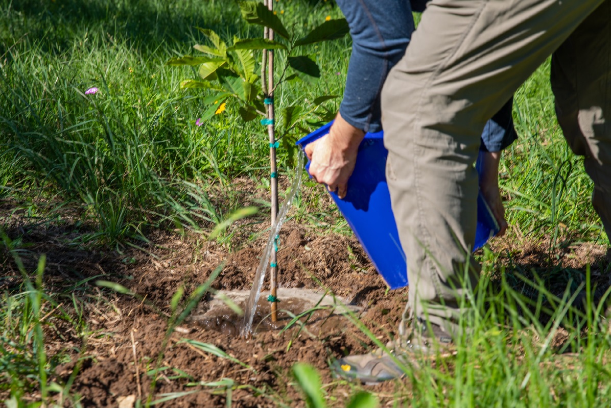 Professional Tree Nourishment and Fertilization in Dallas - Texas Tree ...