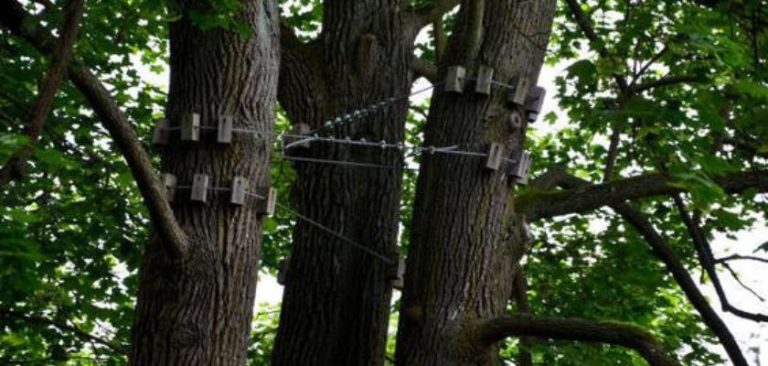 How Tree Bracing Can Help Prevent Damage During Harsh Weather ...